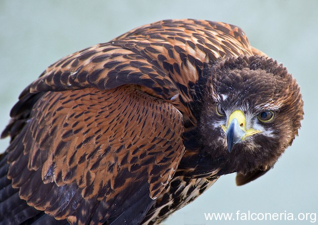 Falchi Ibridi in falconeria