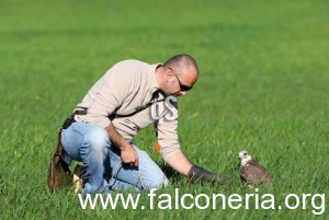 Matteo e i suoi falchi: un pezzo di natura sul pugno