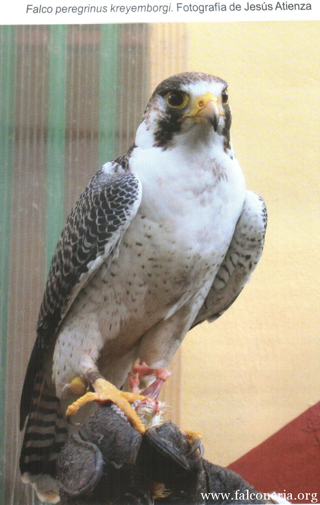 Le sottospecie di Falco pellegrino - Falconeria.org - Il Portale ...